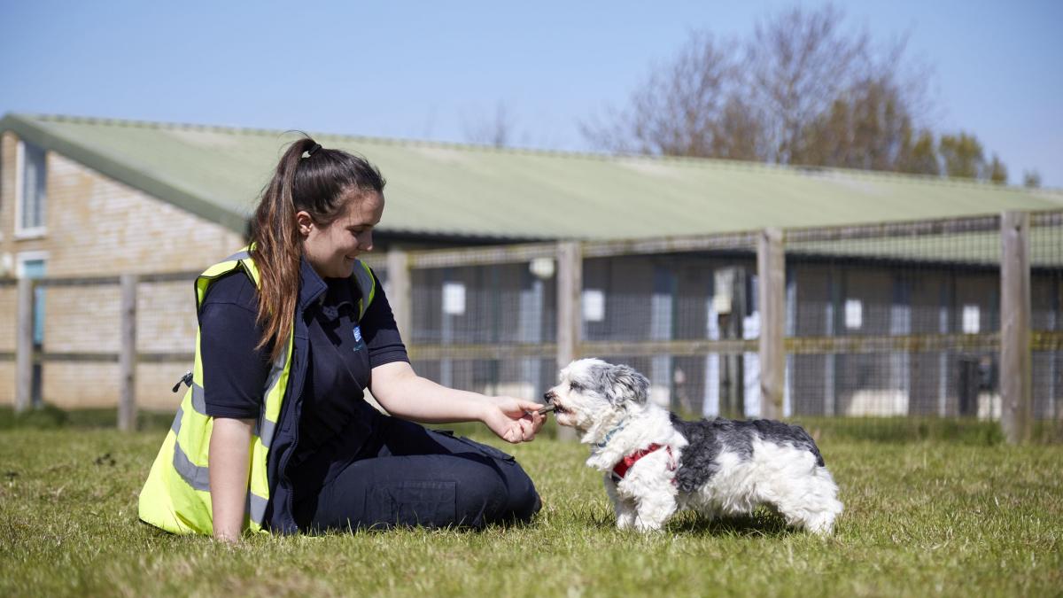 8 superalimente pentru sănătatea câinelui tău