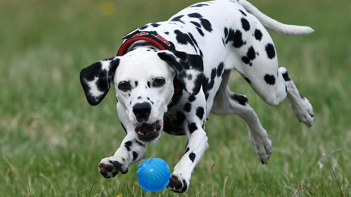 32 de lucruri mai puțin cunoscute despre câini și pisici