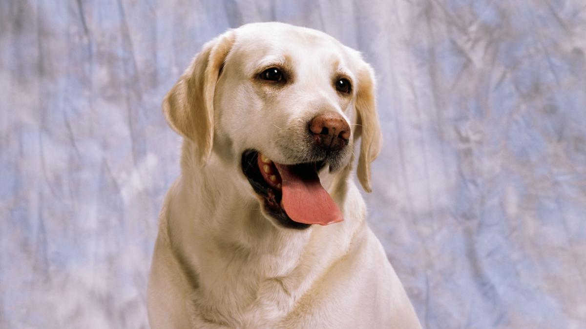 12 rase de câini potrivite pentru persoanele cu autism