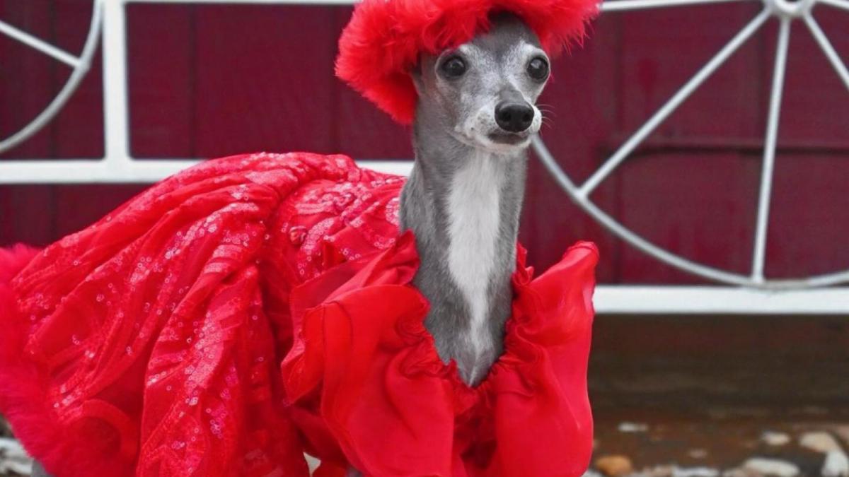 Tika ogarul, câinele haute-couture cu garderobă de 20.000 de dolari