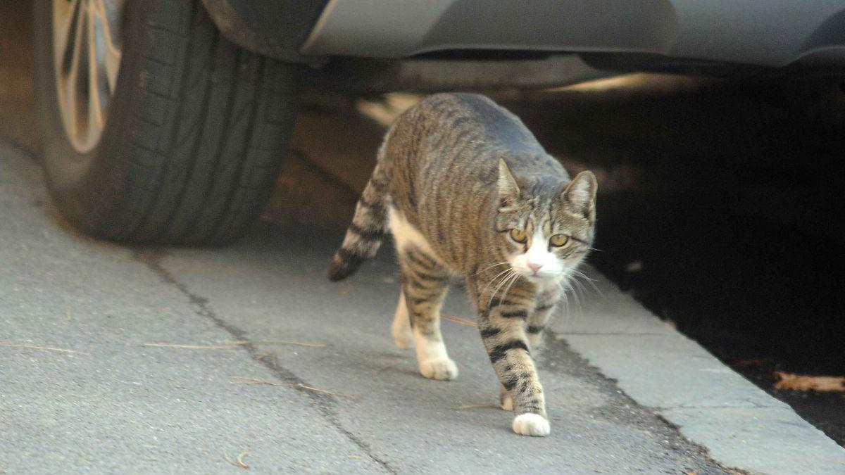 Pisicile maidaneze, „vânate” de hingheri, la fel ca și câinii fără stăpân