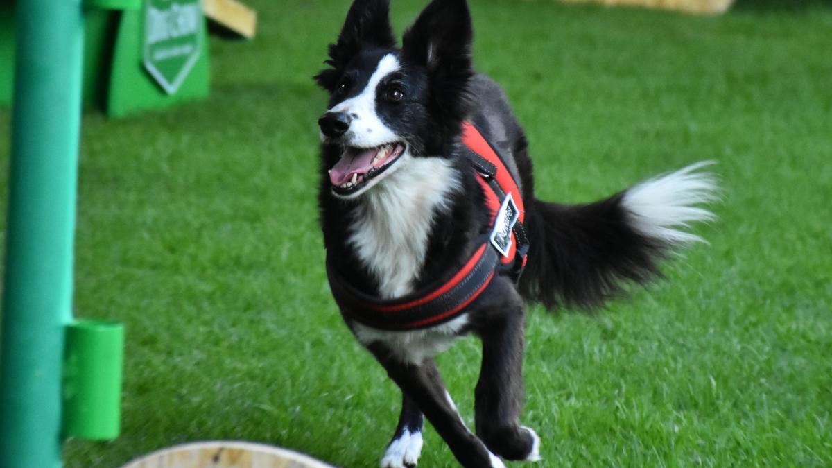 Cel mai deștept câine. Max cunoaște numele tuturor celor 231 de jucării ...