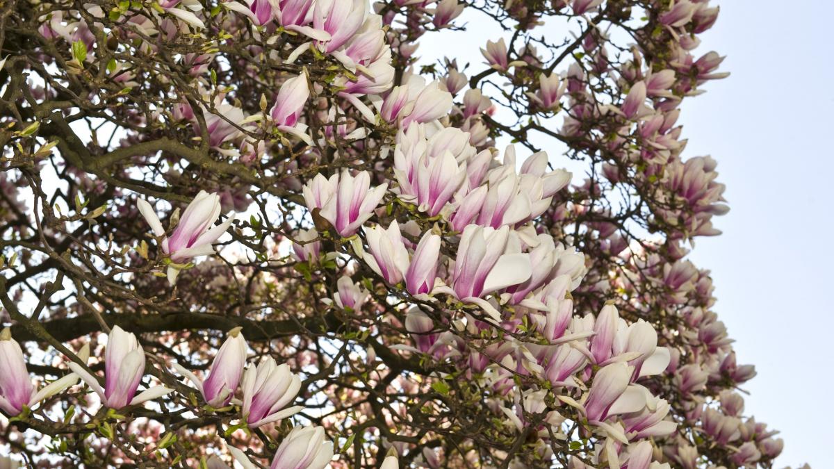 Simbolurile magnoliei, florile spectaculoase ale primăverii