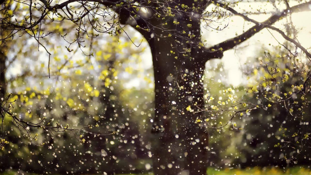 Copacul periculos pe care nu trebuie să îl plantezi în curte niciodată