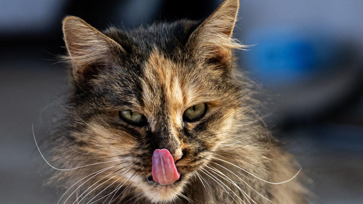 Iată cele mai inteligente rase de pisici. Sunt ușor de dresat și ideale ...