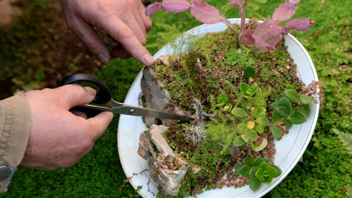 Tot ce trebuie să știi despre bonsai: îngrijirea și întreținerea ...