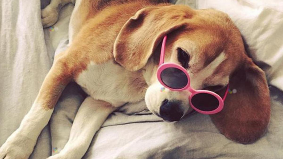 Câinii care mușcă: 10 rase adorabile de câini predispuse să capseze