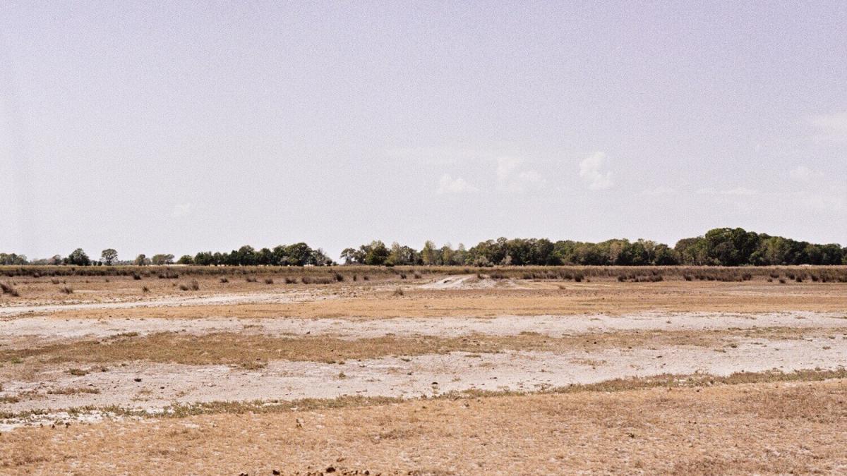 Guvernul accelerează împădurirea terenurilor degradate: ia de la ADS ...