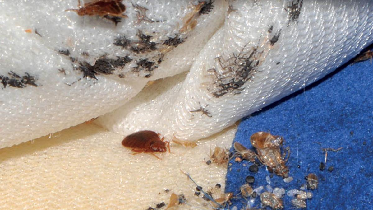 Ploșnițele de pat pot transmite infecția cu stafilococ meticilino ...