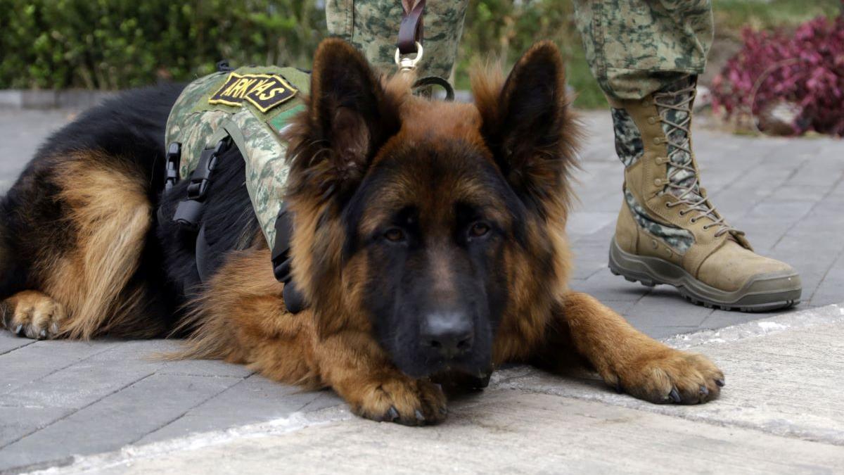 9 cele mai ușor de dresat rase de câini