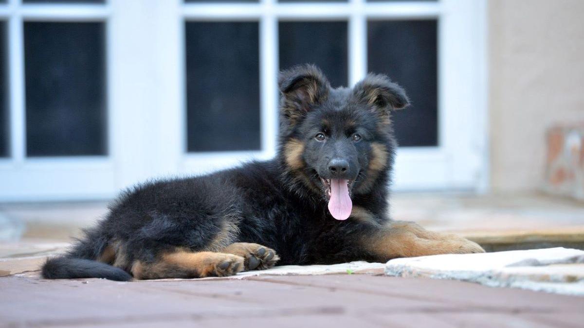 Ciobănescul german: Tot ce trebuie să știi înainte să-ți iei un câine ...