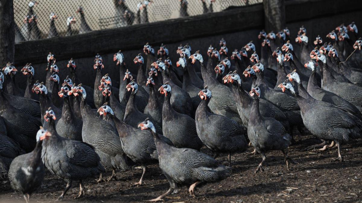 Ouale de bibilică: Beneficii pentru sănătate, valoare nutrițională și ...