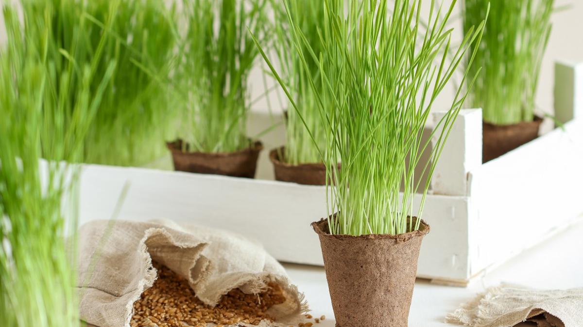 Simbolul vieții: Grâu şi germeni de grâu, istorie şi tradiţie sacră a ...