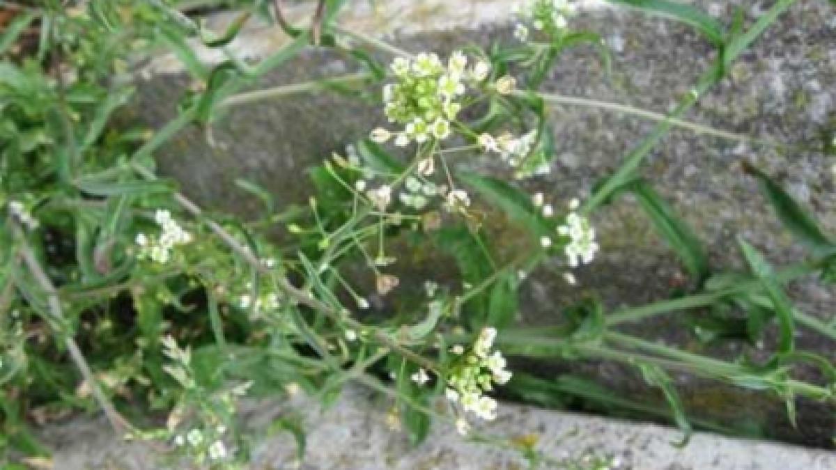 Traista-ciobanului: Planta miraculoasă care oprește sângerările și ...