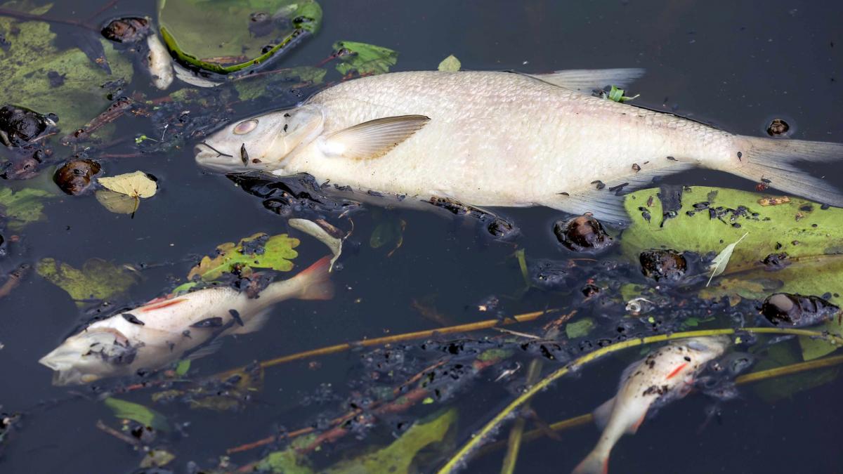 Cutremurător: pești înecați cu fecale, în Jiu. Se caută cu drone ...