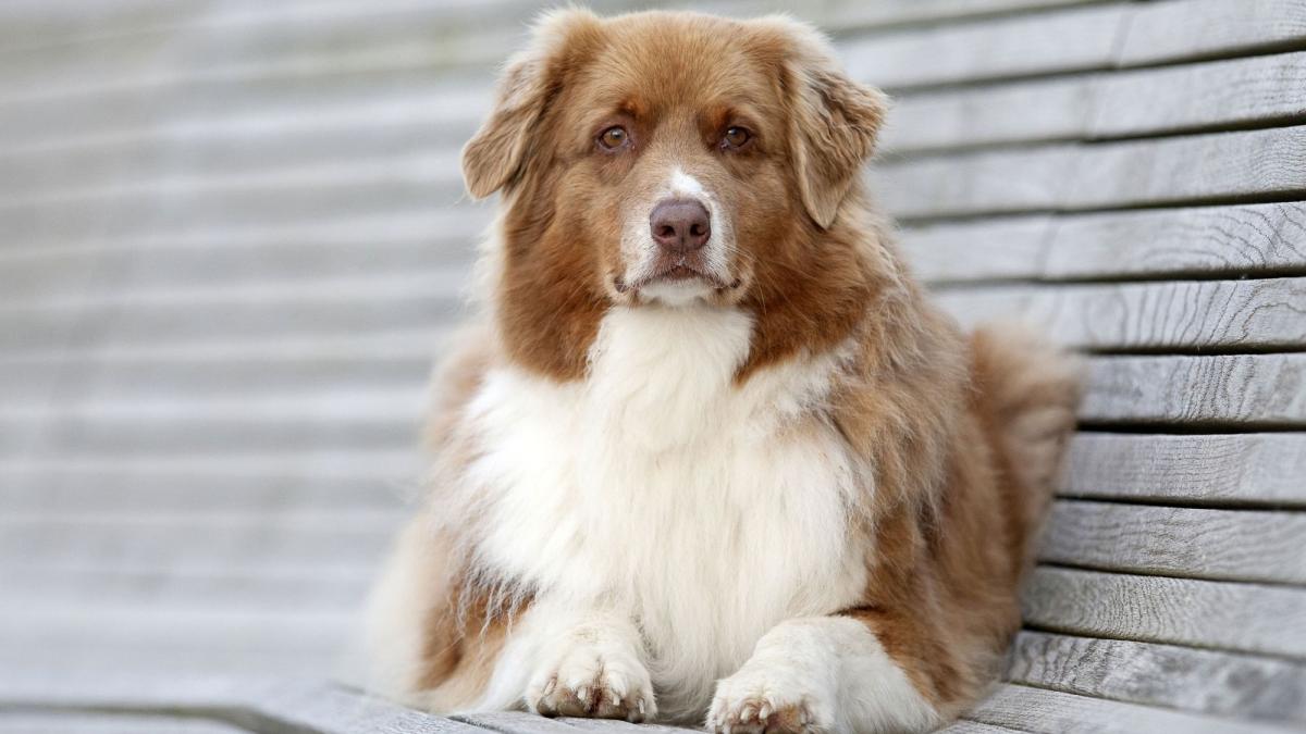 Trăsătura de personalitate a celor mai inteligenți câini