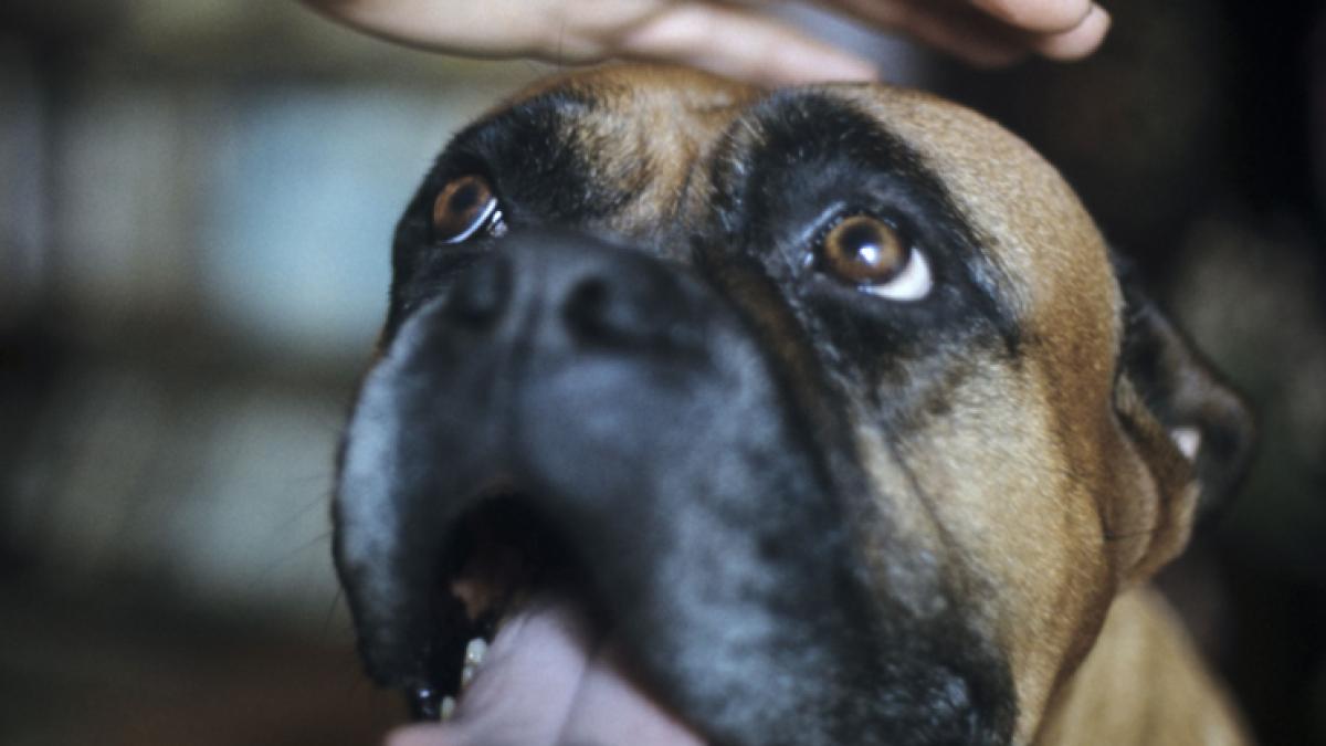 Boxer: Tot ce trebuie să știi despre acest câine atletic și loial