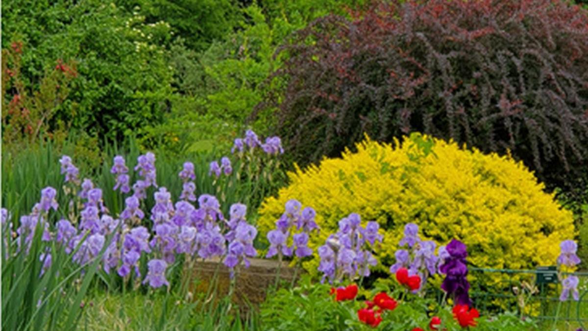 Invazie în grădină? Tratamente eficiente pentru dăunătorii florilor și ...