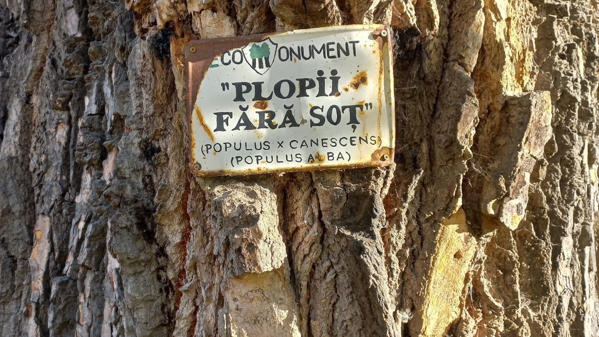 Plopul fără Soţ al lui Eminescu, monument al naturii, s-a prăbușit la Iași