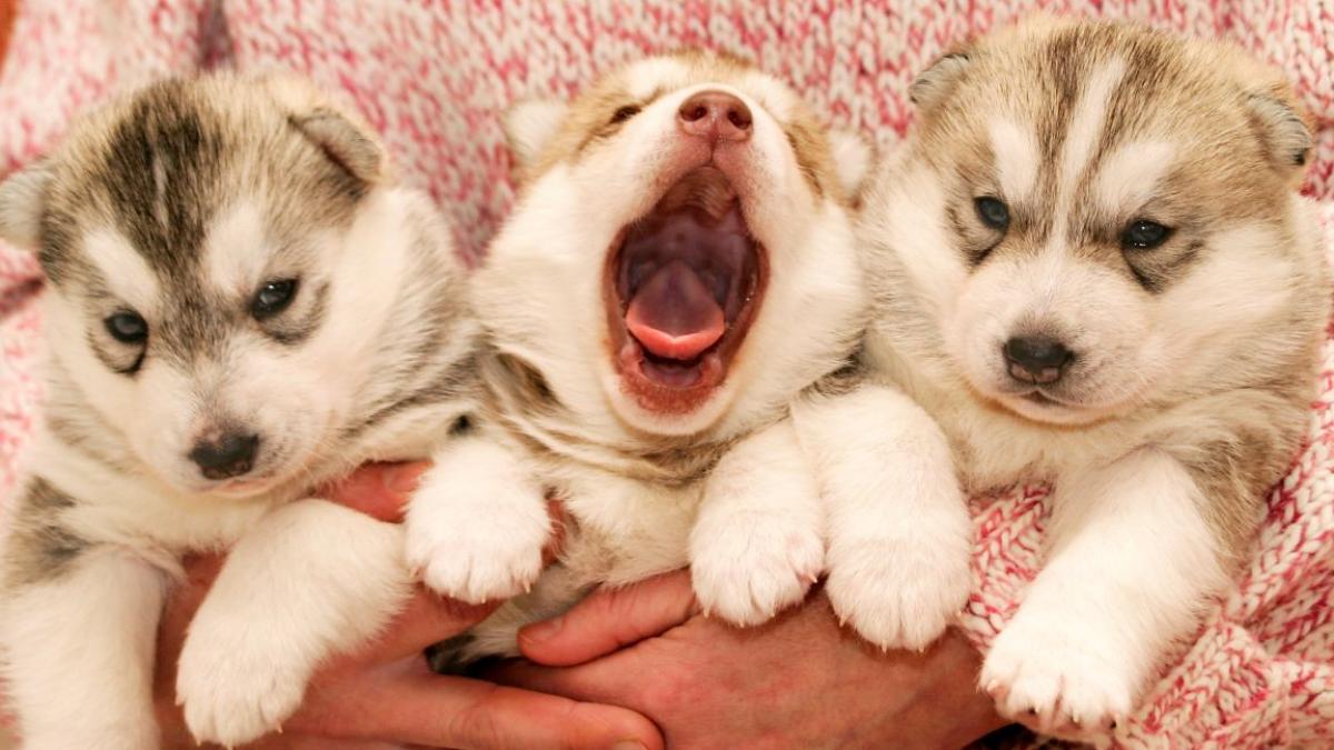 O femeie a aruncat trei pui de câine în fântâna unui vecin