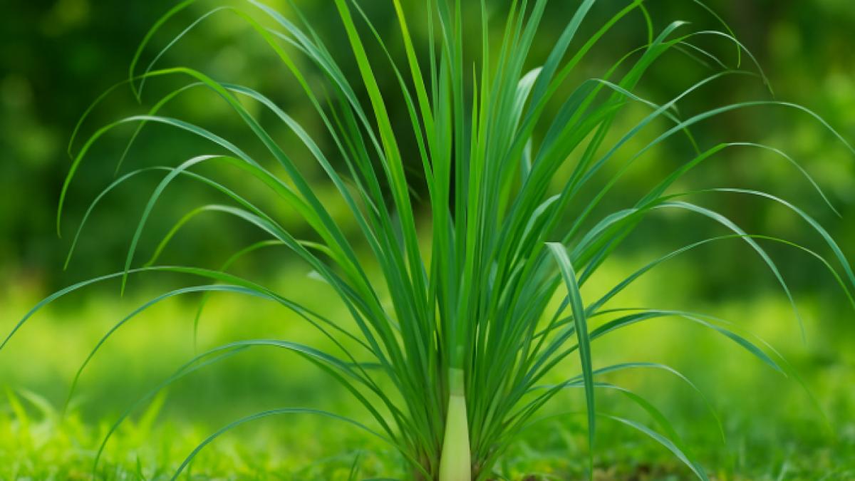Lemongrass: De la tulpină la ceai – cum te ajută planta cu gust de lămâie