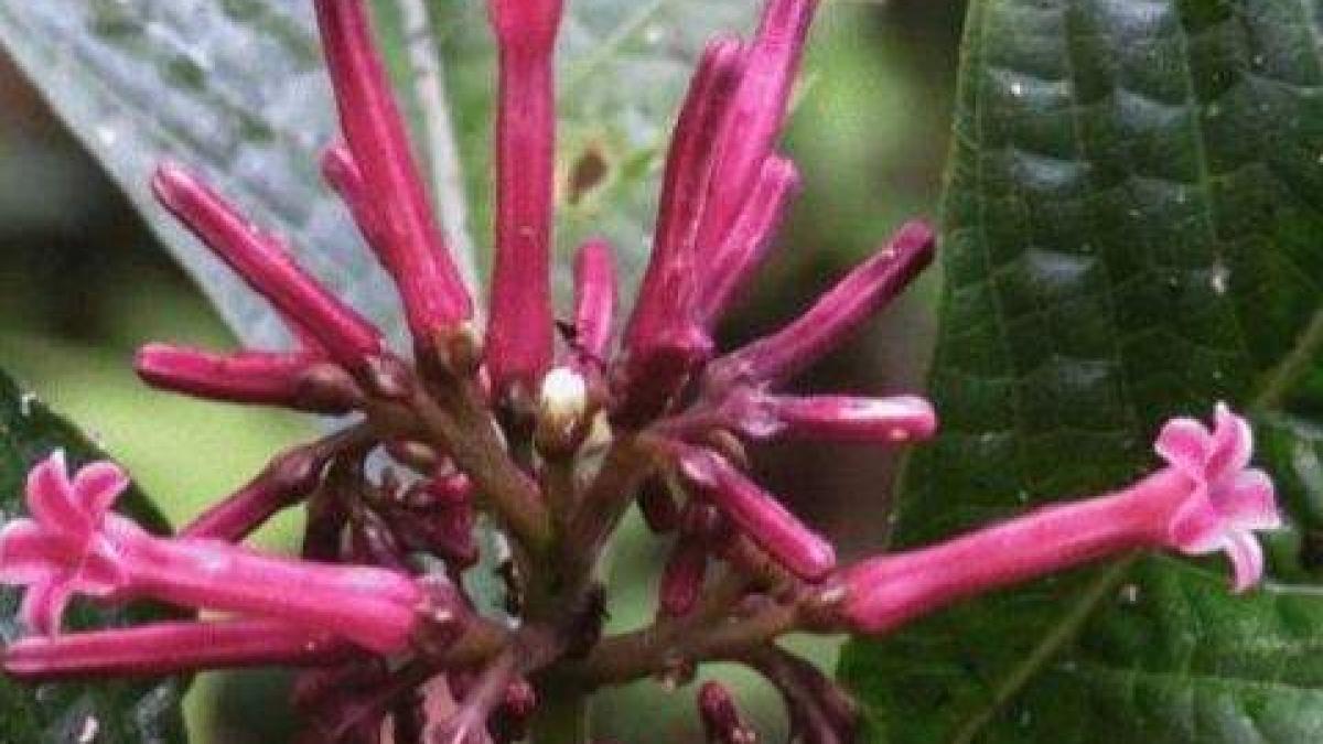 De la dispariție la speranță. O plantă rară a fost găsită în Himalaya