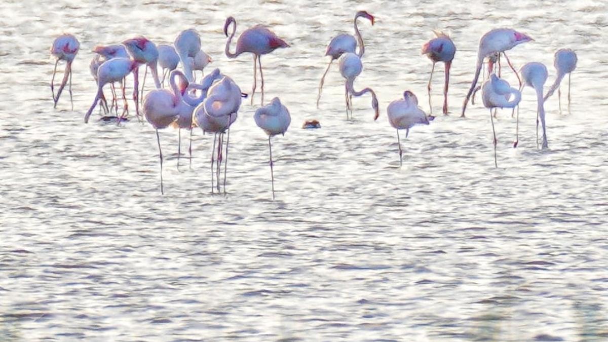 Fenomen spectaculos în Dobrogea: Prezența exotică a păsărilor flamingo ...