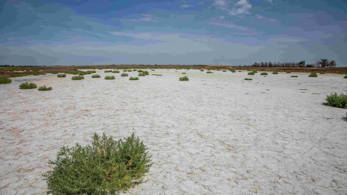 Strategia antisecetă dă rezultate: Deșertul Român și Pustiul Moldovei