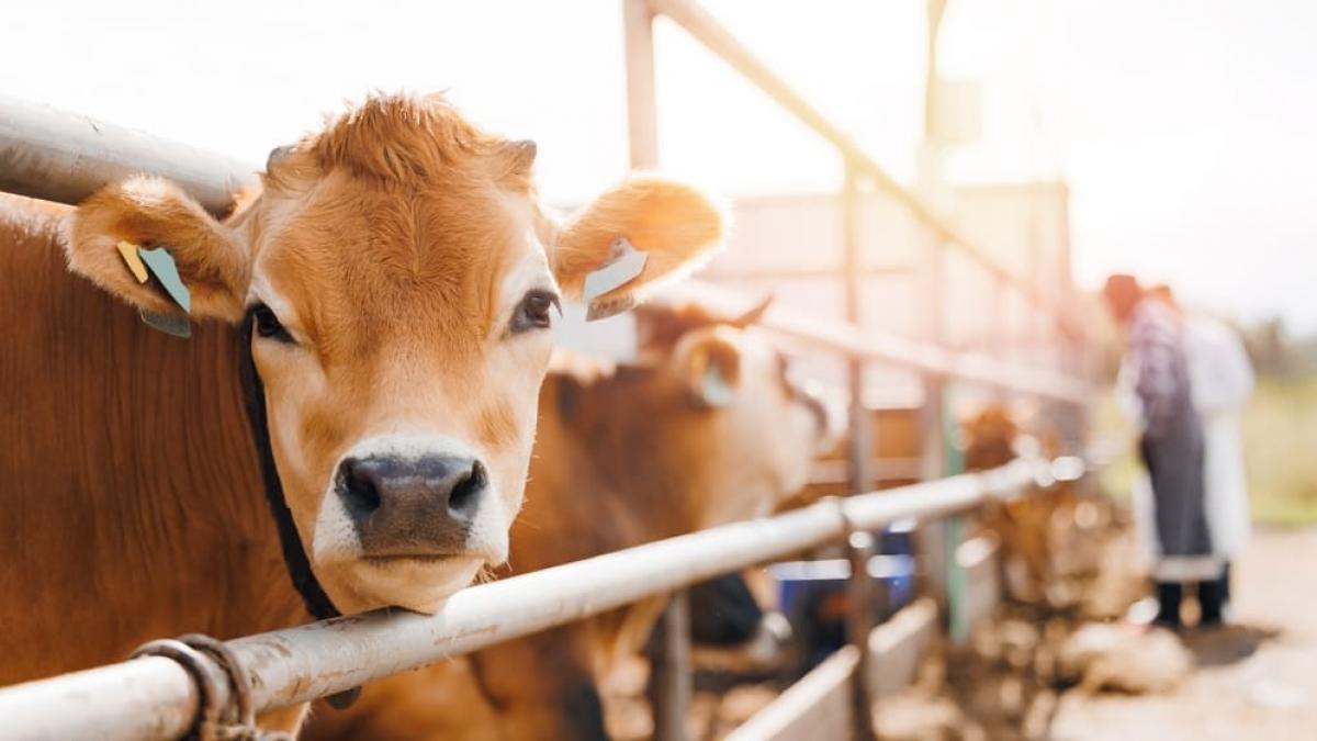 Gerul lovește și animalele. Recomandările ANSVSA pentru crescătorii de ...