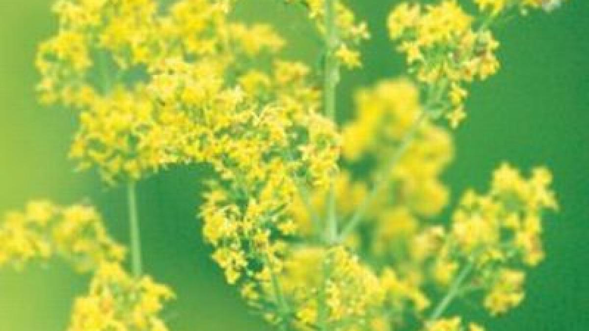 Sânzienele, planta-minune din flora României. Bunicii o folosesc de ...