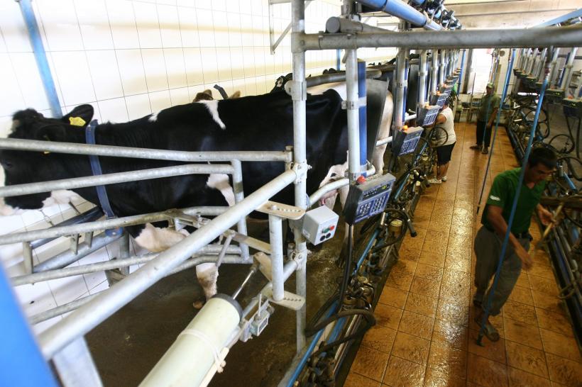 Cele mai moderne abatoare ale României, date la fier vechi. Zootehnia ...